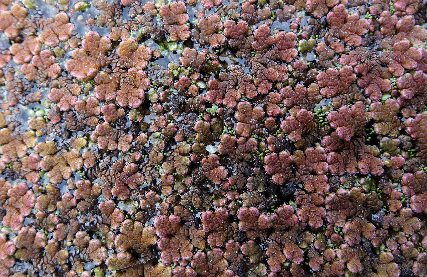 Azolla rubra - PictureThis