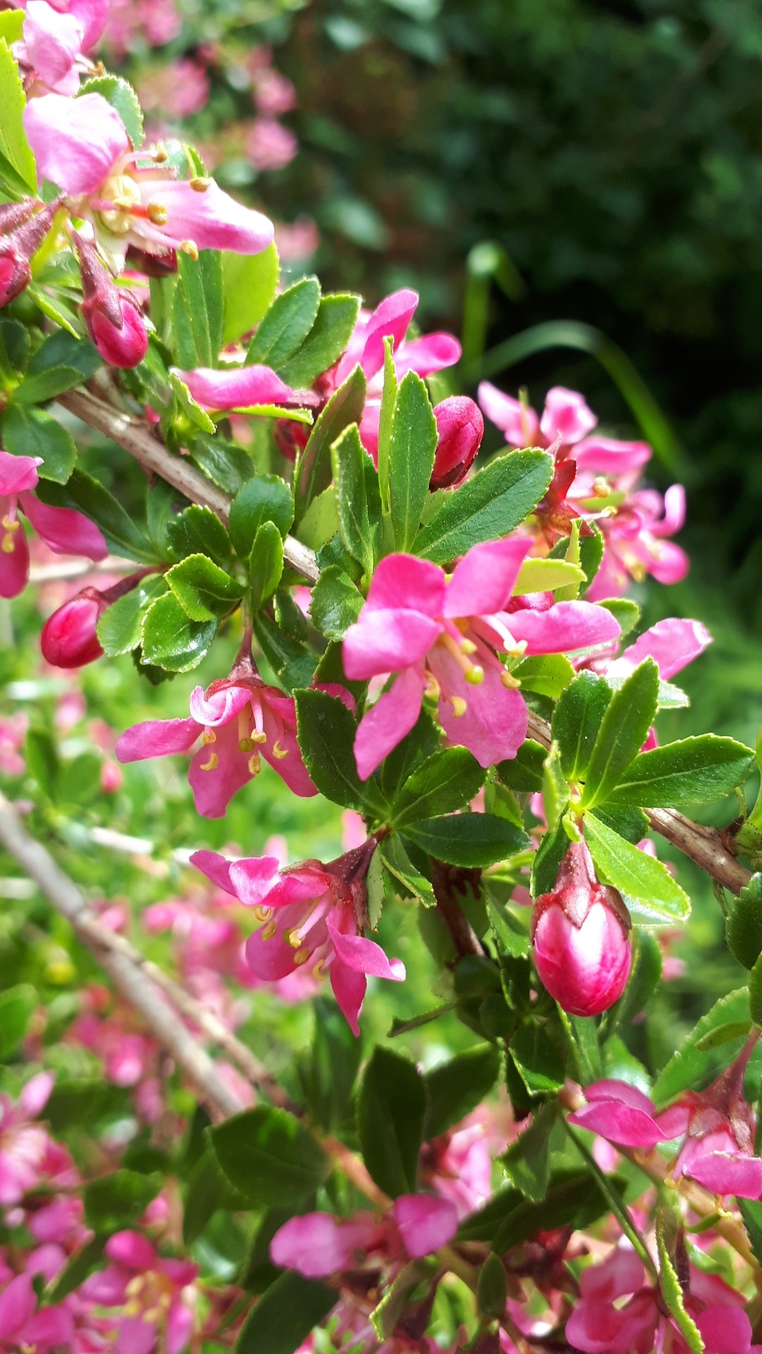 Redclaws (Escallonia) Flower, Leaf, Care, Uses - PictureThis