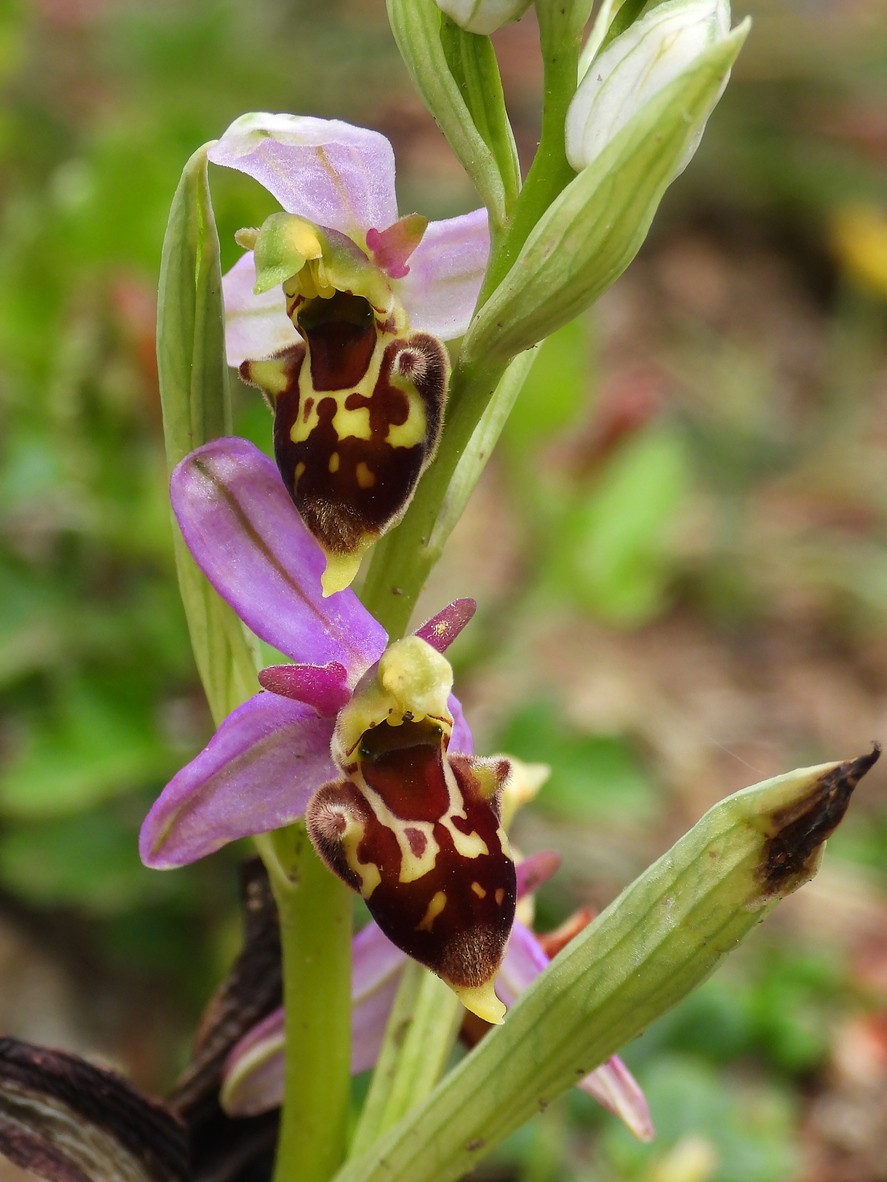 Late spider orchid (Ophrys fuciflora) Flower, Leaf, Care, Uses ...