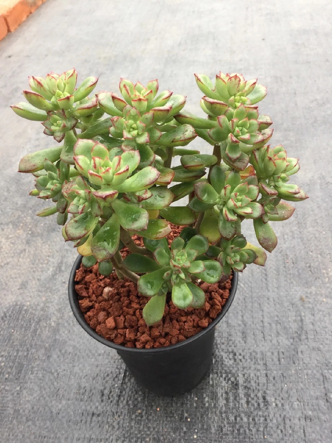 Echeveria supia - PictureThis