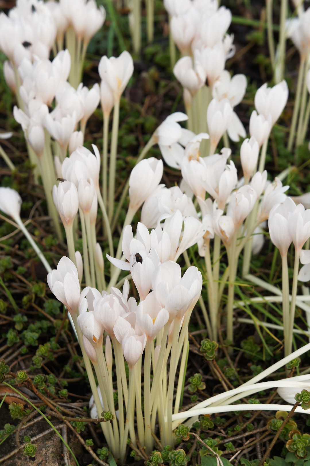 Colchicum speciosum 'Album' - PictureThis