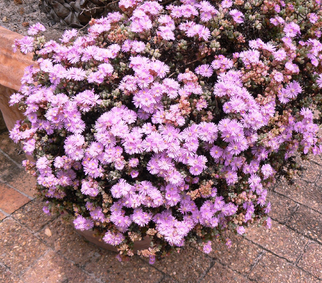 How to Plant and Grow Pink ice plant(Lampranthus deltoides)
