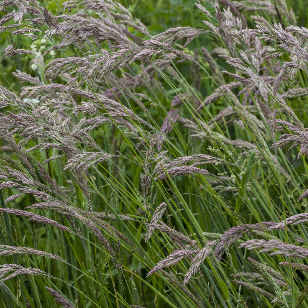 Gestreepte witbol (Holcus lanatus) - PictureThis