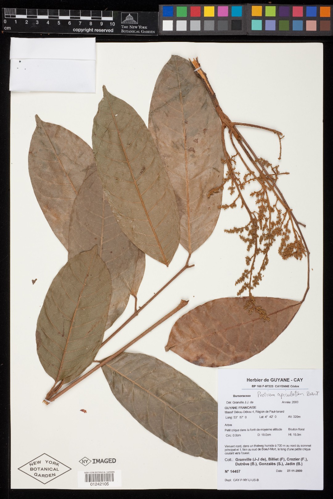 Protium apiculatum - PictureThis