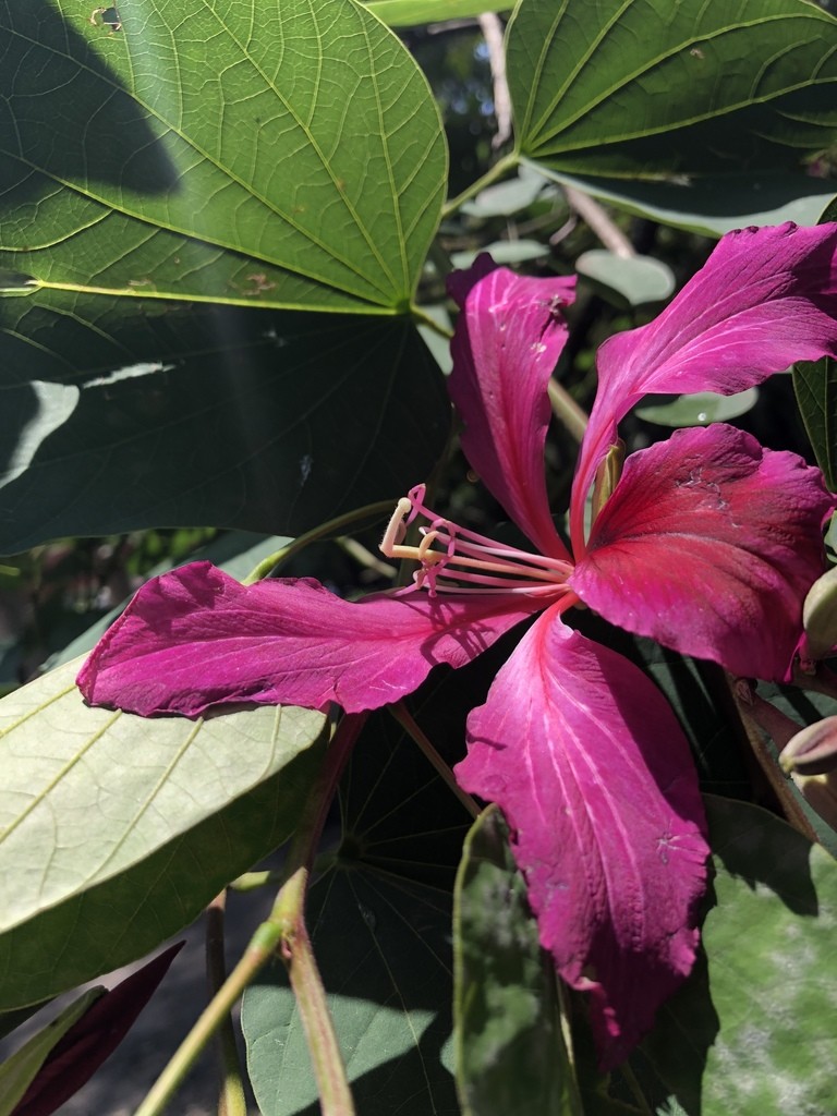 Orchid trees Care (Watering, Fertilize, Pruning, Propagation) - PictureThis