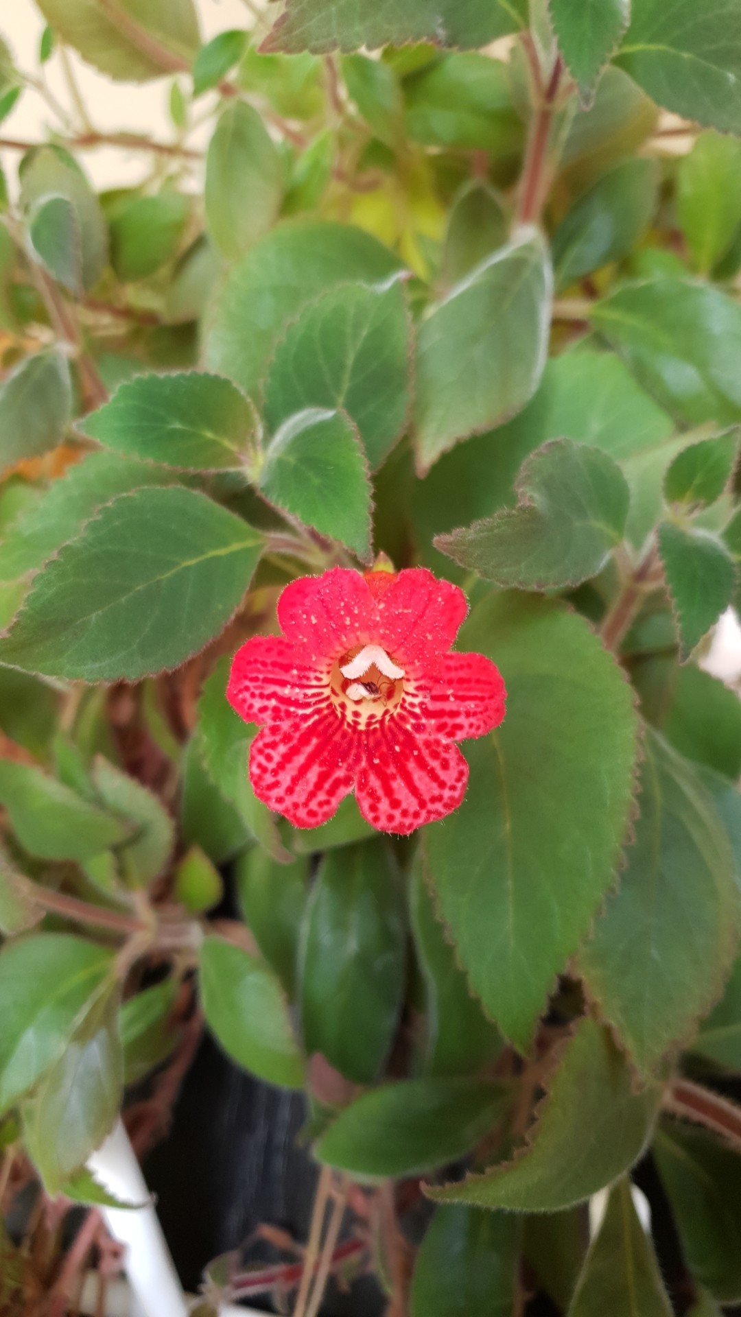 Kohleria Care (Watering, Fertilize, Pruning, Propagation) - PictureThis
