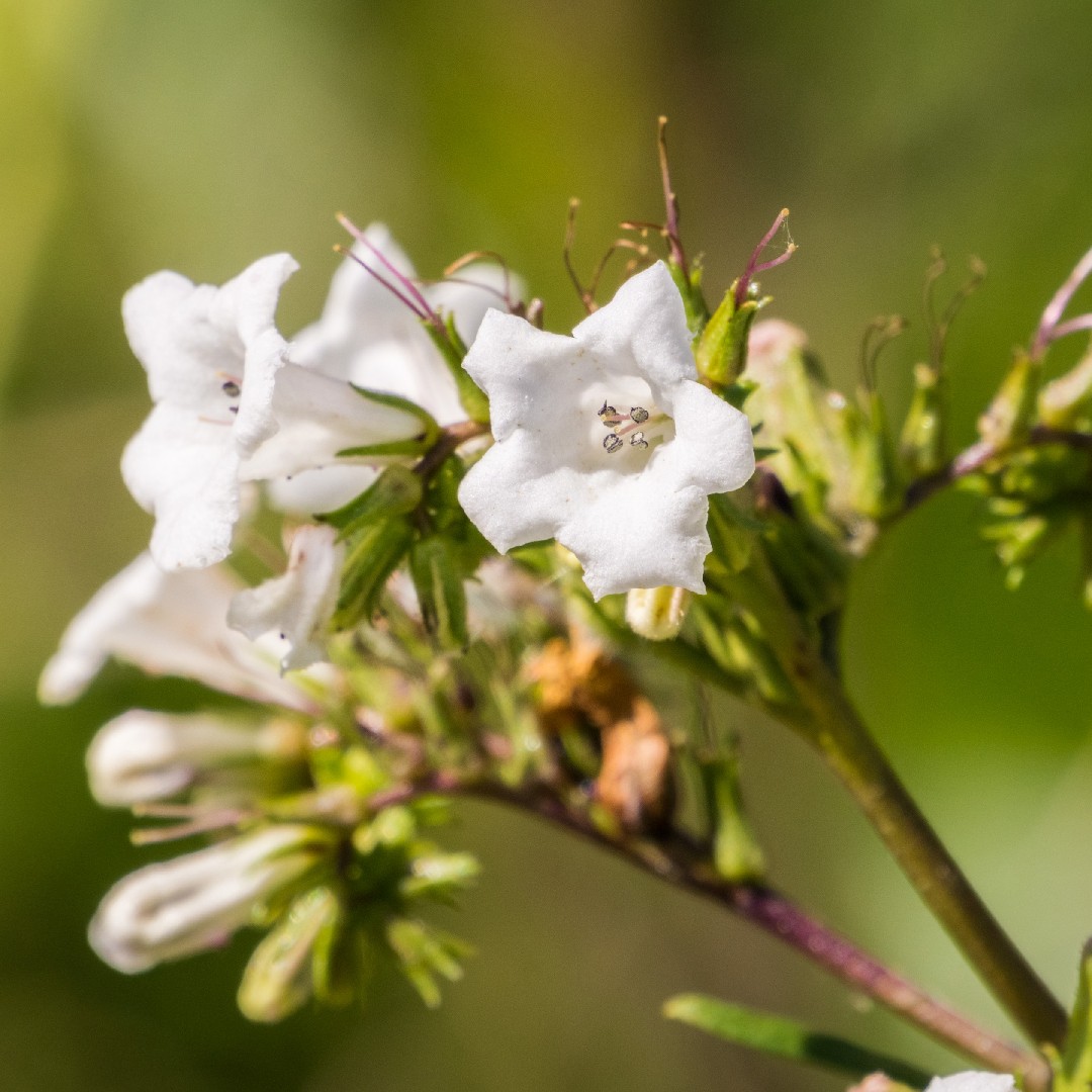 Yerba Santa (Eriodictyon) Flower, Leaf, Care, Uses - PictureThis