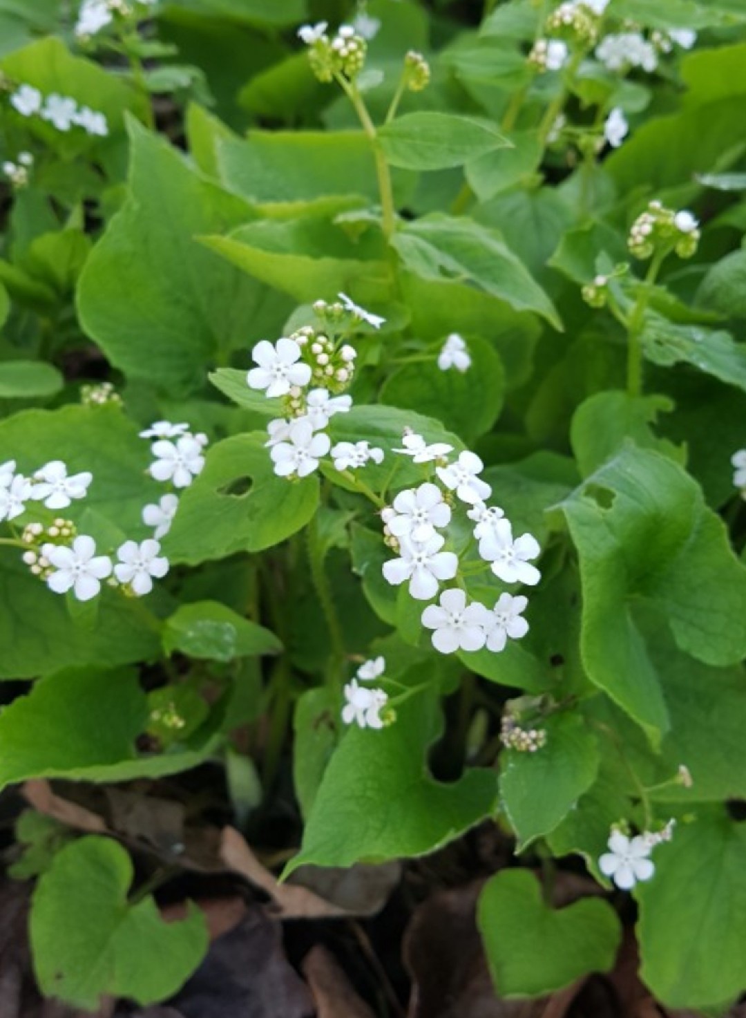 Brunnera Flower, Leaf, Care, Uses - PictureThis