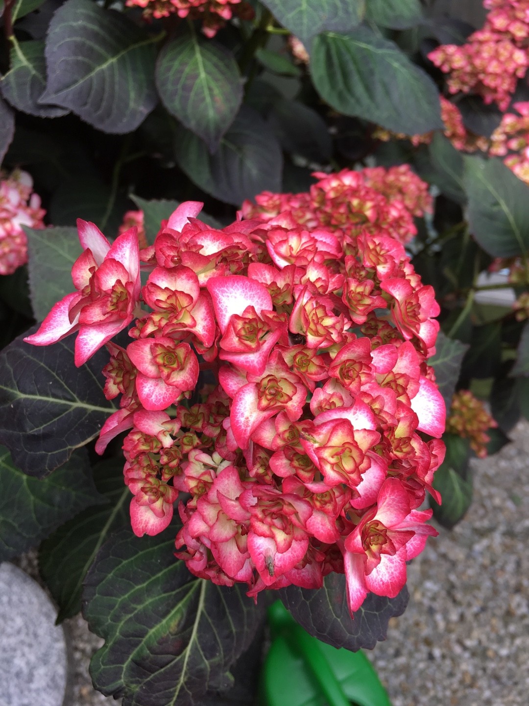 Bigleaf hydrangea 'Miss Saori' Care (Watering, Fertilize, Pruning ...