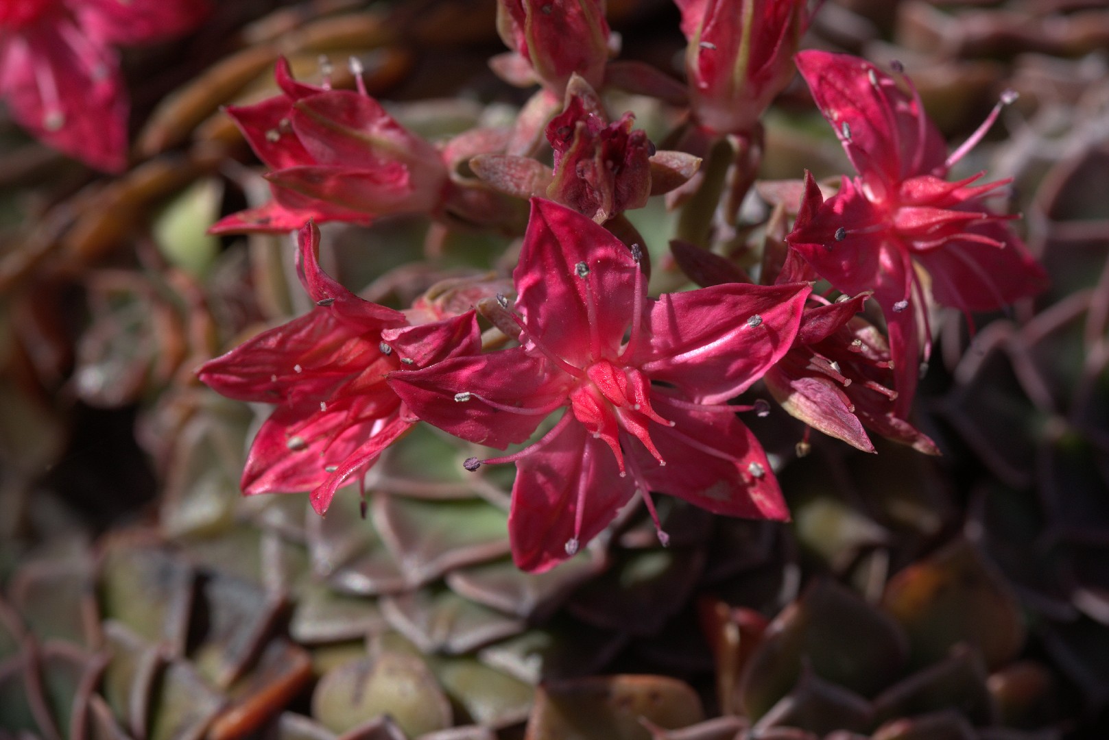 Tacitus bellus (Graptopetalum bellum) - PictureThis