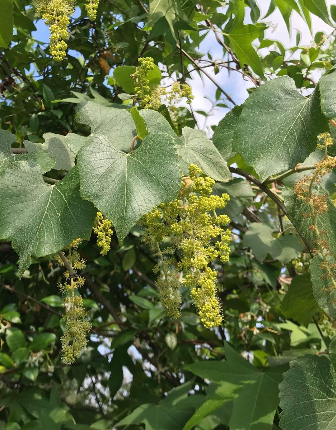 When is the best time to fertilize my Graybark grape? - PictureThis