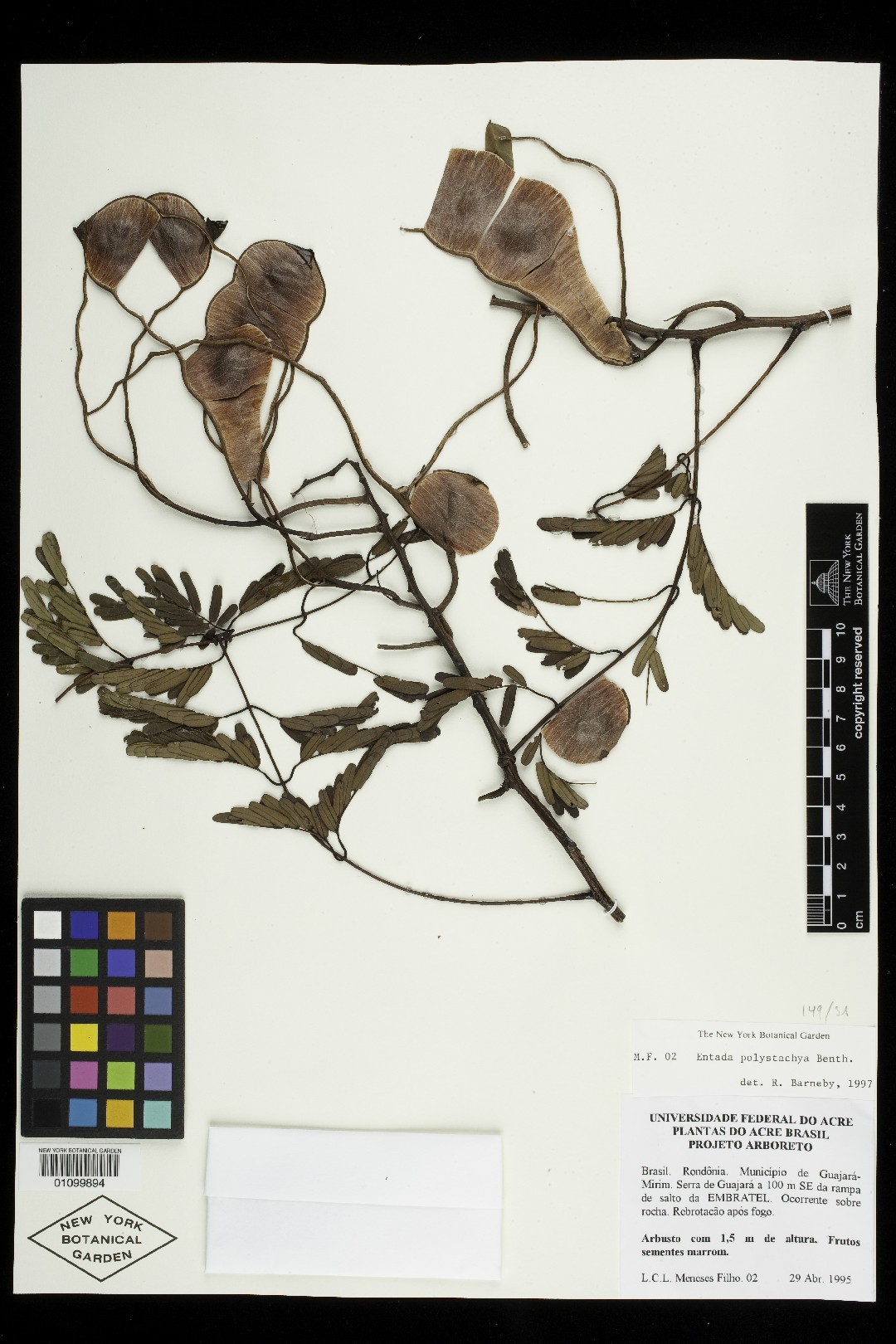 Bejuco de hierro (Entada polystachya) - PictureThis