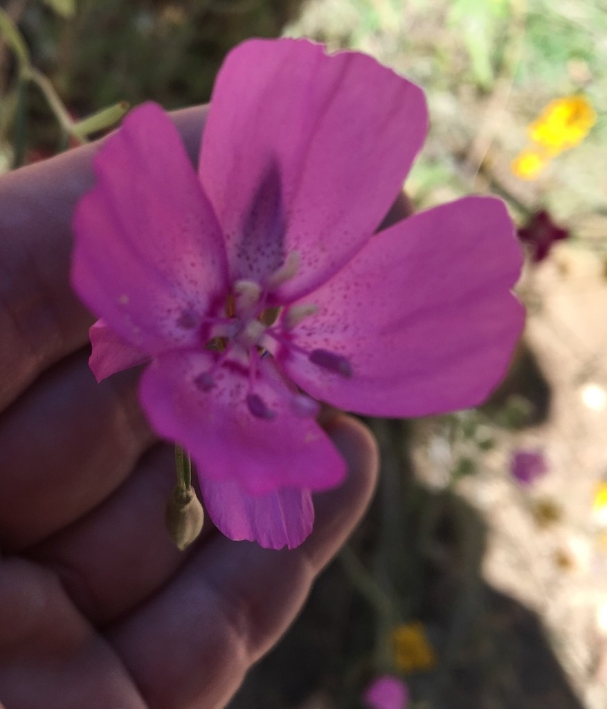 Clarkia cylindrica - PictureThis
