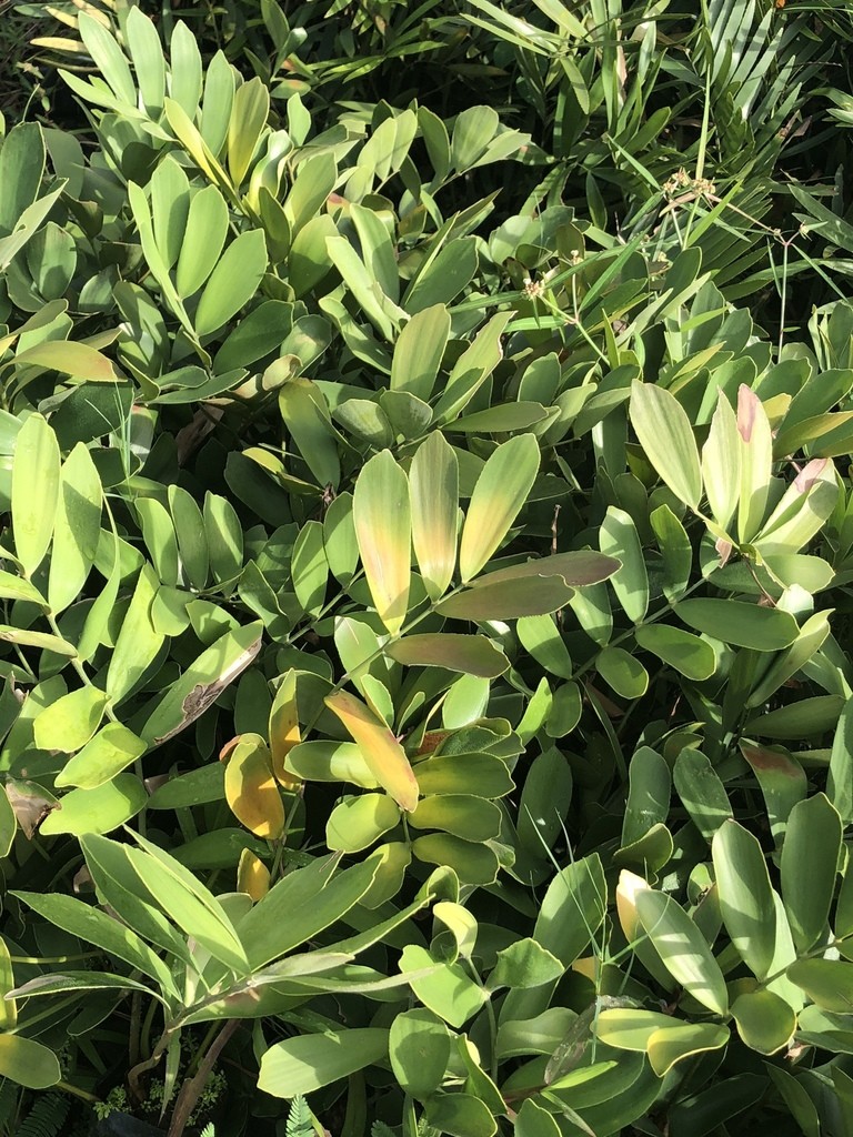 Palma Bola (Zamia furfuracea) - PictureThis