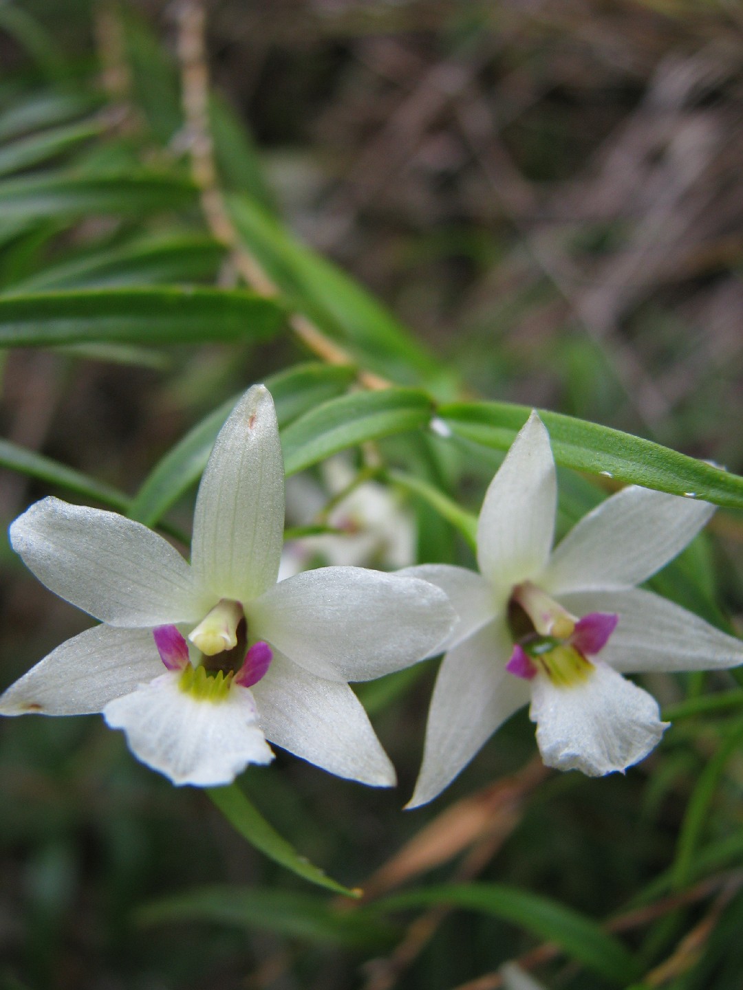 Christmas orchid (Dendrobium cunninghamii) Flower, Leaf, Care, Uses ...