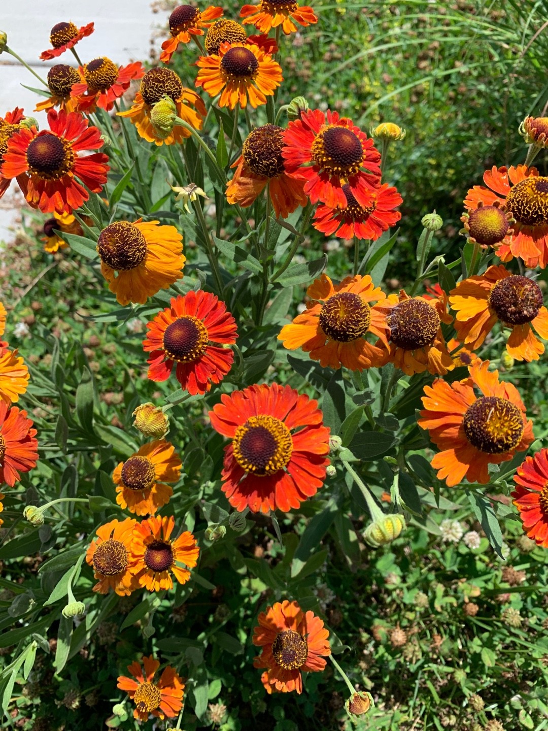 Helenium 'Mardi Gras' - PictureThis
