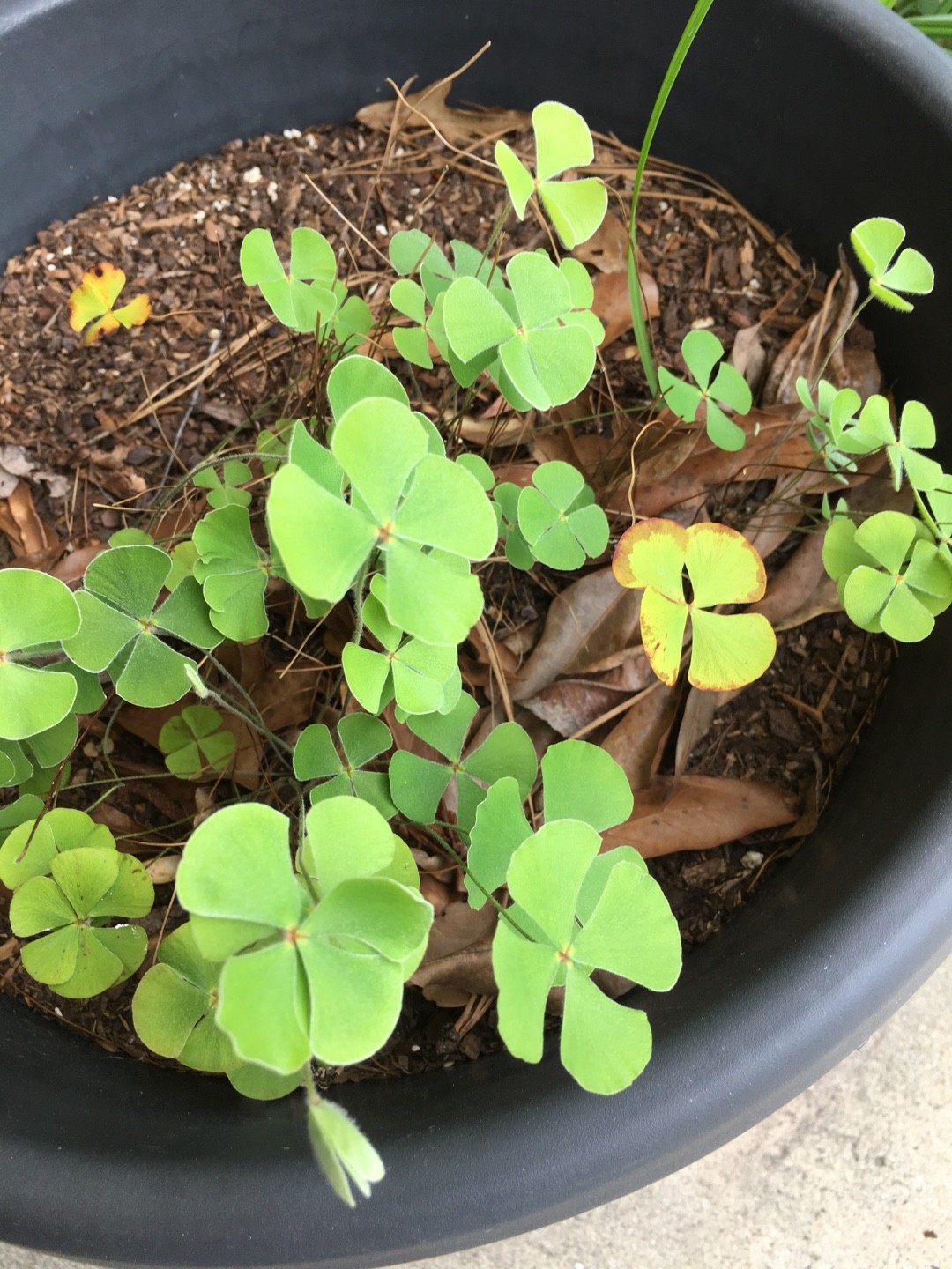 Tréboles de agua (Marsilea) - PictureThis