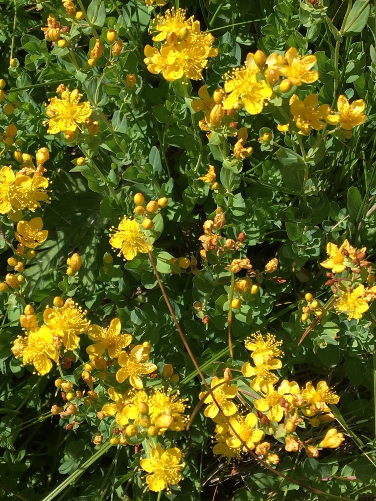 Hypericum scouleri - PictureThis
