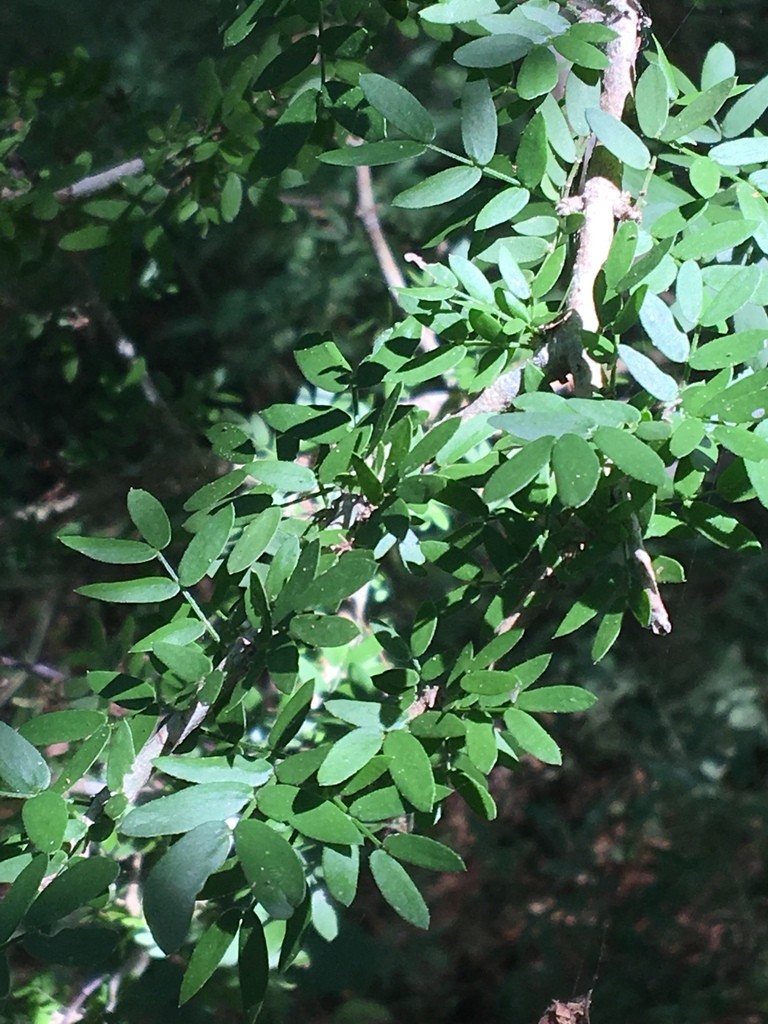 Guaiacum coulteri - PictureThis