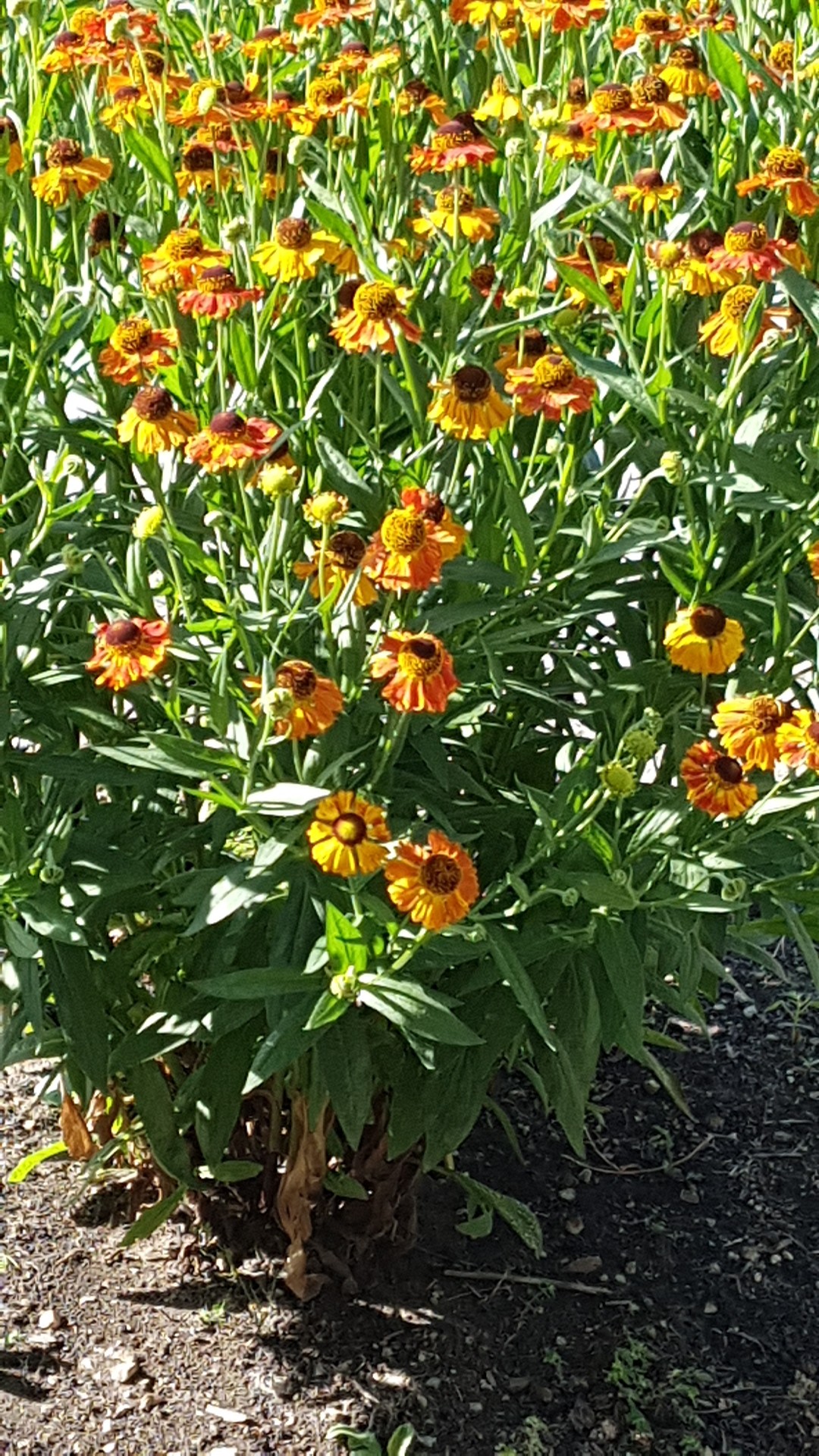 Helênio (Helenium) - PictureThis