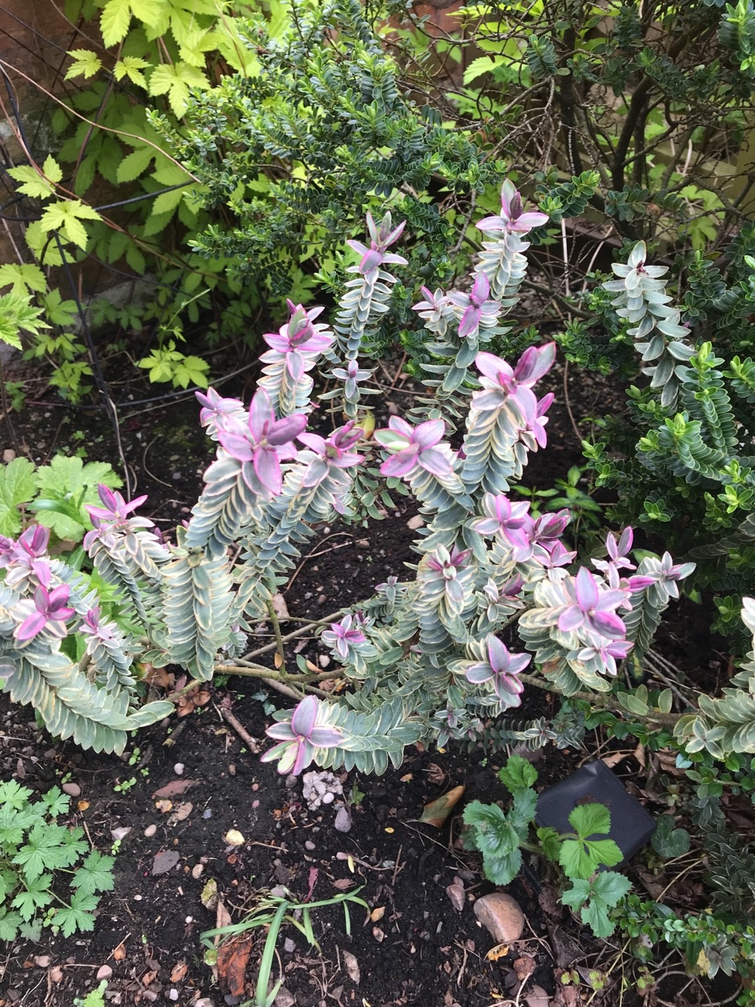 savatier monochasma herb (Monochasma) Flower, Leaf, Care, Uses ...