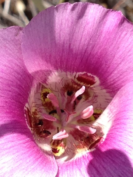 Calochortus argillosus - PictureThis
