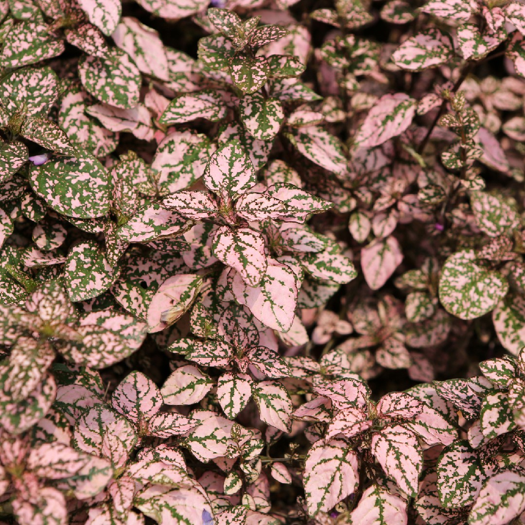 Hypoestes Care (Watering, Fertilize, Pruning, Propagation) - PictureThis