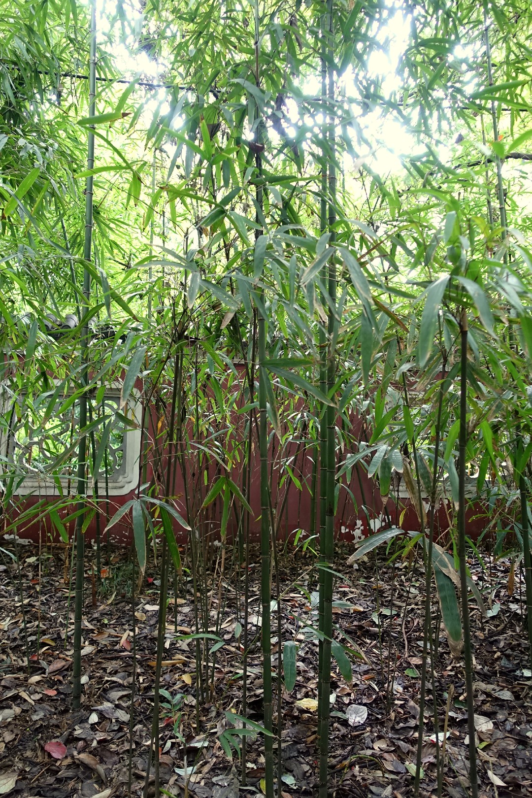 Acidosasa notata Flower, Leaf, Care, Uses - PictureThis