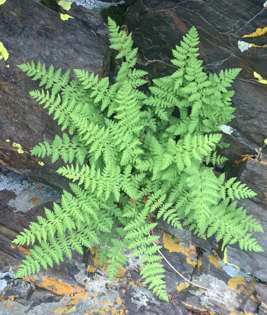 Rocky mountain cliff fern (Woodsia scopulina) Flower, Leaf, Care, Uses ...