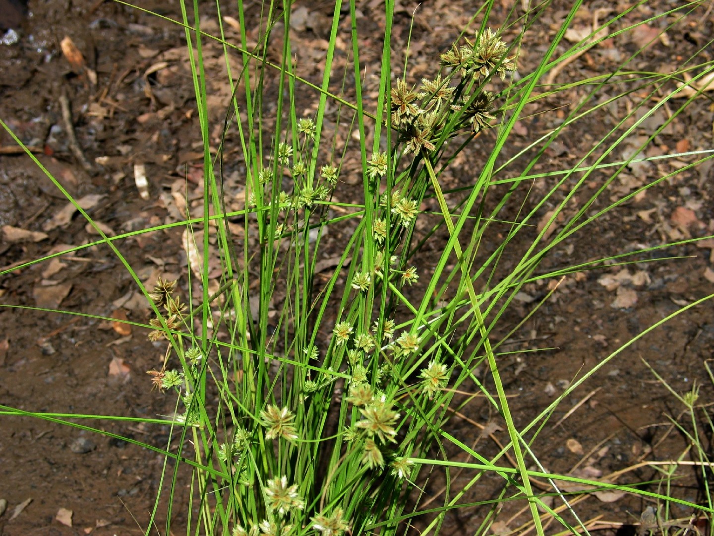 Cyperus pumilus - PictureThis