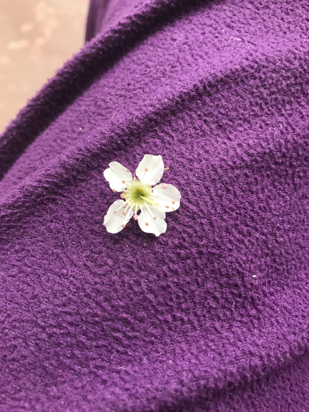 mayhaw del este (Crataegus aestivalis) - PictureThis