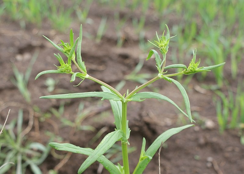 Valerianella Dentata