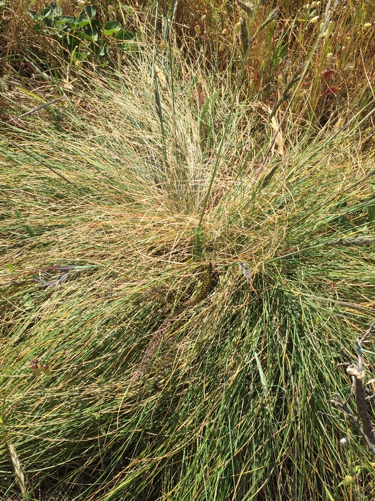Festuca idahoensis - PictureThis