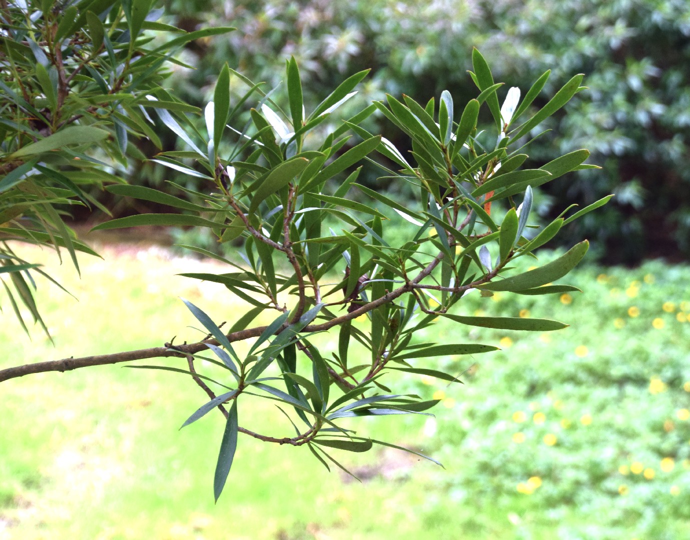 Toru (Toronia toru) Flower, Leaf, Care, Uses - PictureThis