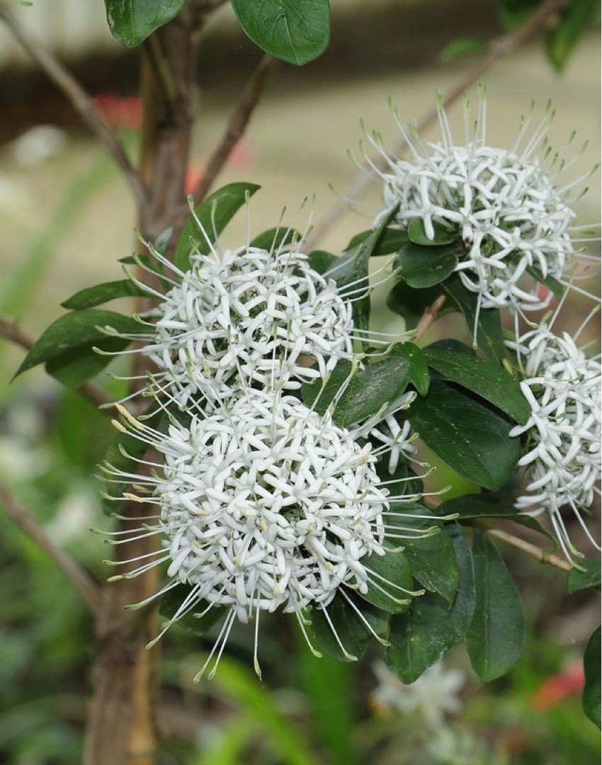 Pavetta hongkongensis - PictureThis