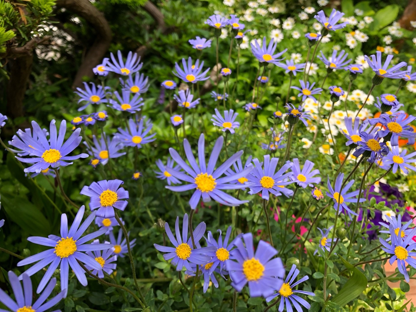 Felicia Flower, Leaf, Care, Uses - PictureThis