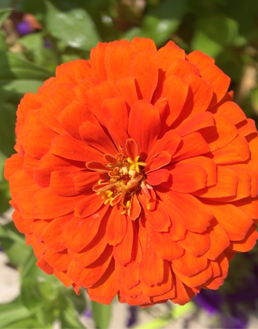 Zinnia - PictureThis