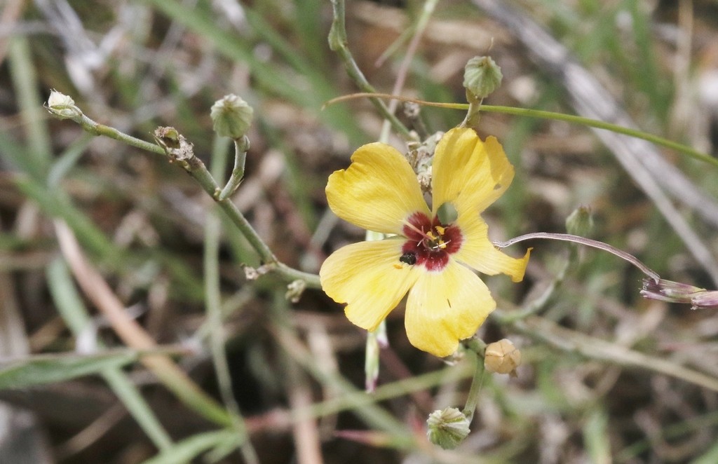 Linum puberulum - PictureThis