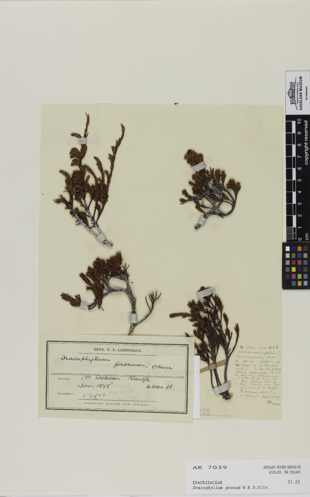 Dracophyllum pronum - PictureThis