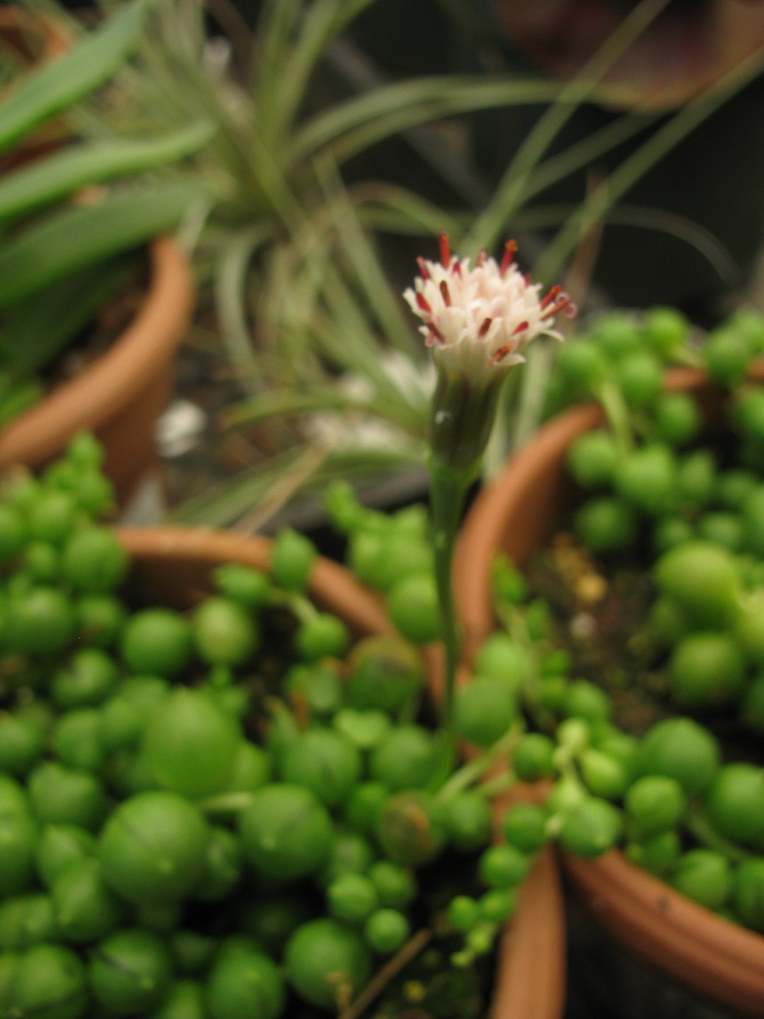 Planta rosario (Senecio rowleyanus) - PictureThis