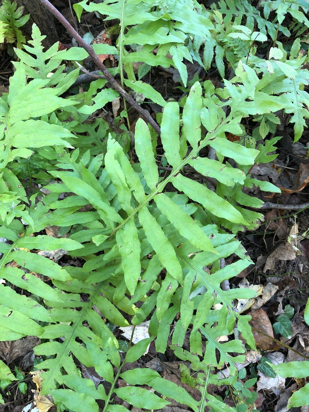 Netted Chain Fern Care (Watering, Fertilize, Pruning, Propagation ...