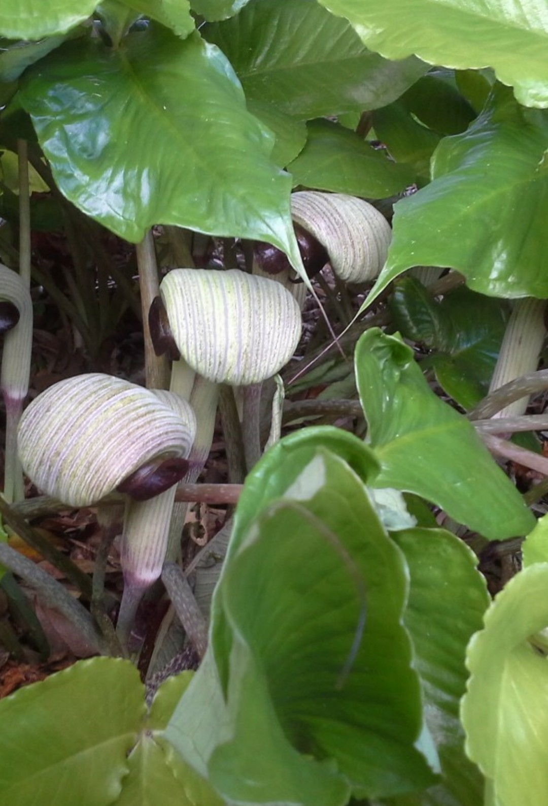 Arisaema ringens - PictureThis