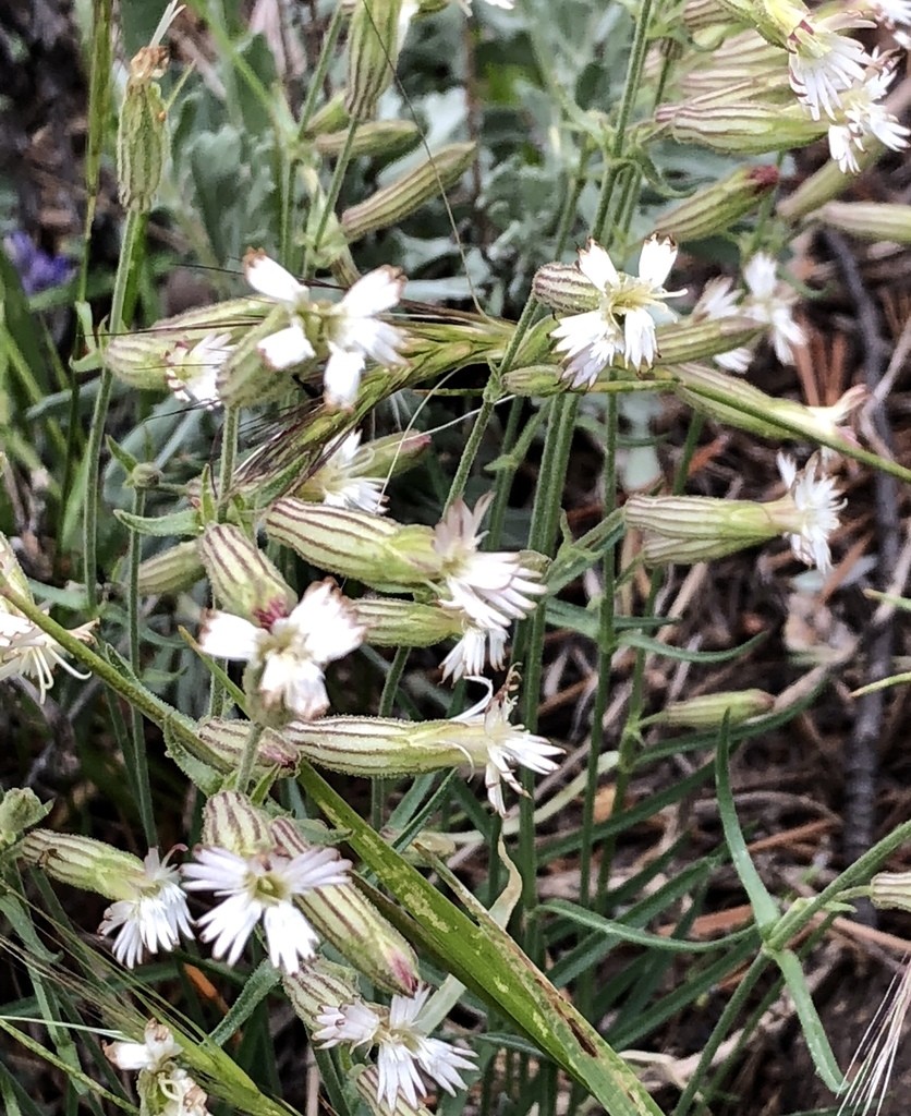 Palmer's catchfly (Silene bernardina) Flower, Leaf, Care, Uses ...