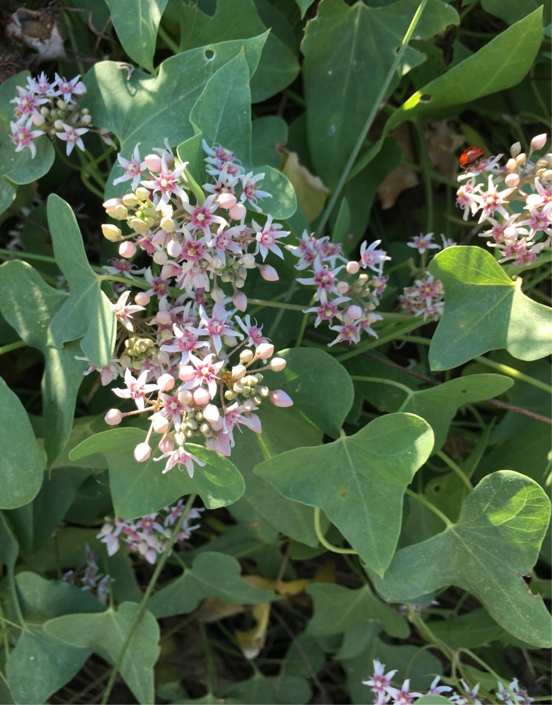 Onde o cynanchum acutum cresce? - PictureThis