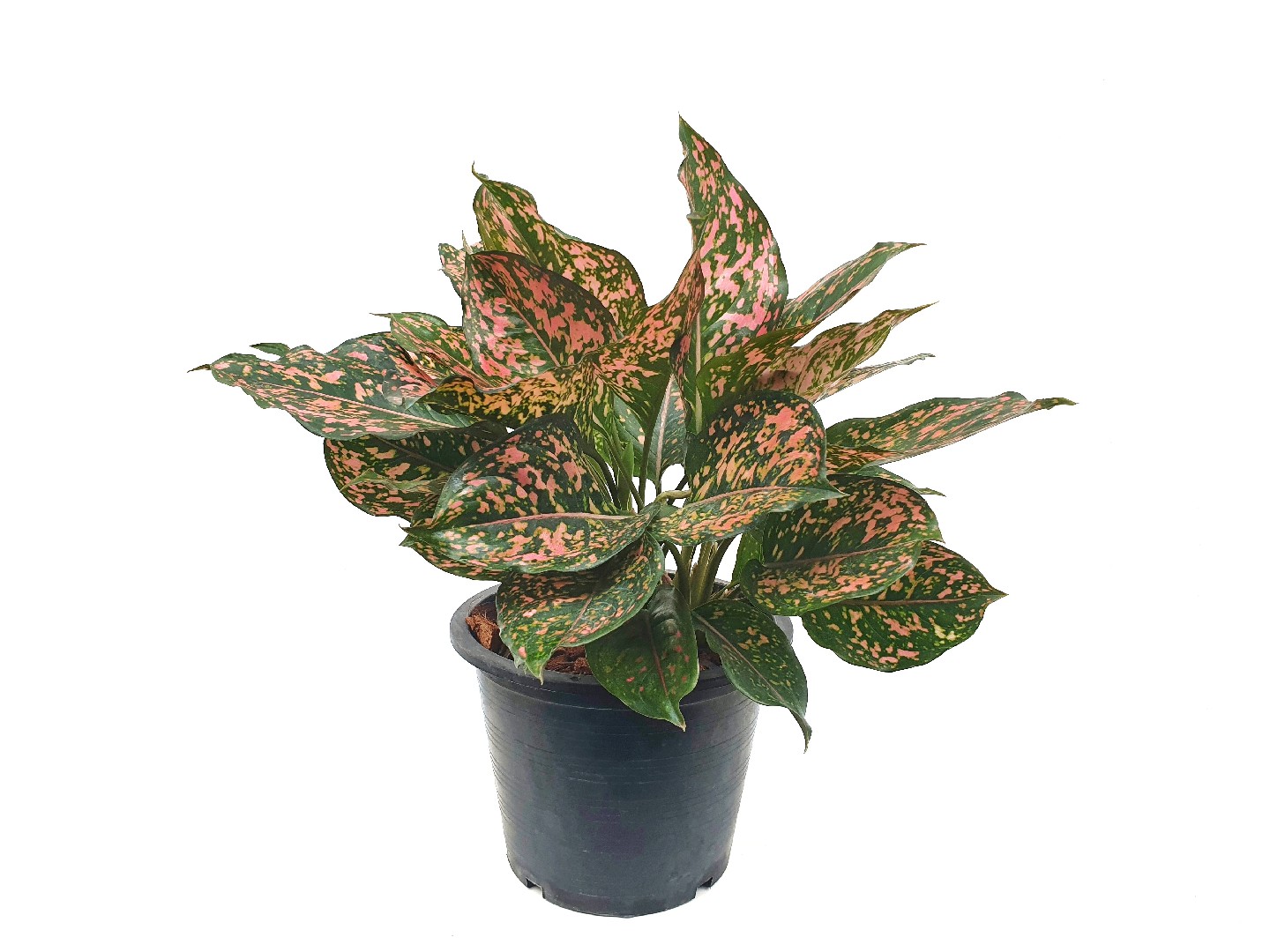 Chinese evergreens (Aglaonema) Flower, Leaf, Care, Uses - PictureThis