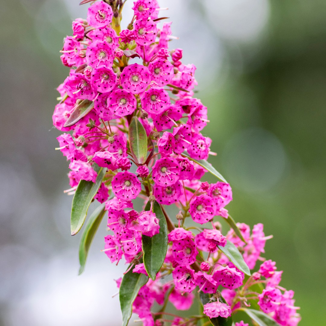 Is The Sheep Laurel An Evergreen PictureThis Is The Sheep Laurel An Evergreen PictureThis