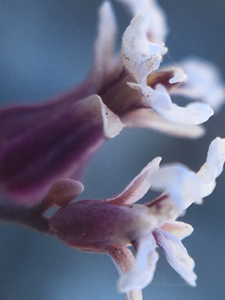 Streptanthus batrachopus - PictureThis