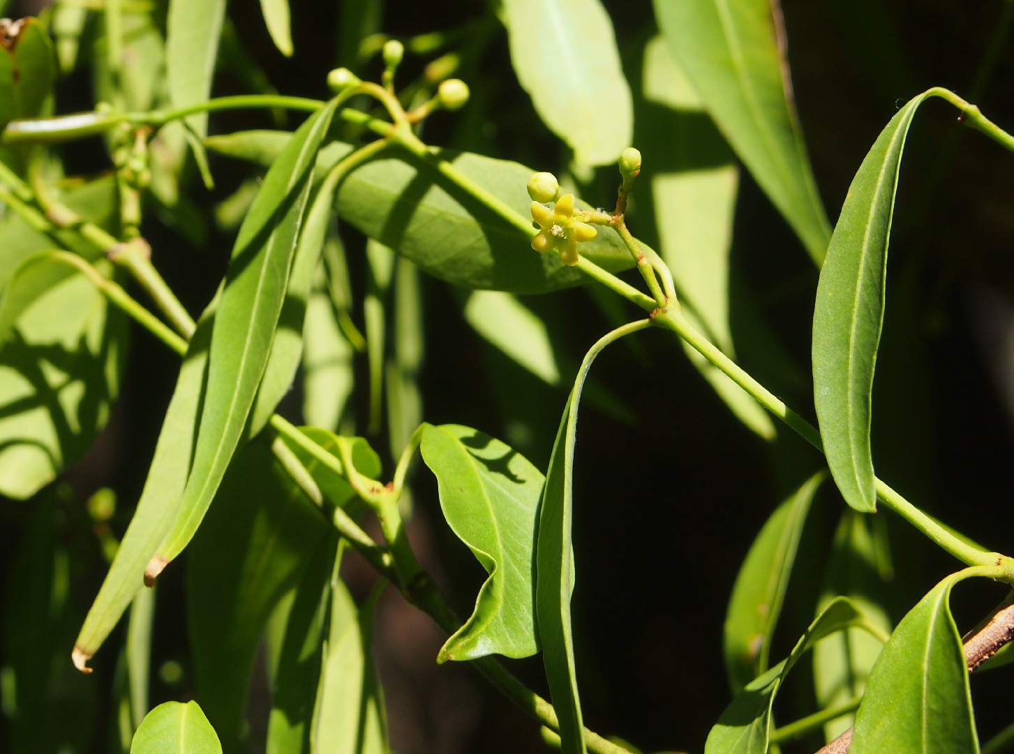 Secamone elliptica - PictureThis