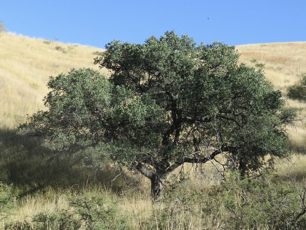 Mexican blue oak (Quercus oblongifolia) Flower, Leaf, Care, Uses ...