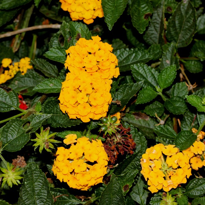 Shrub verbenas Care (Watering, Fertilize, Pruning, Propagation ...